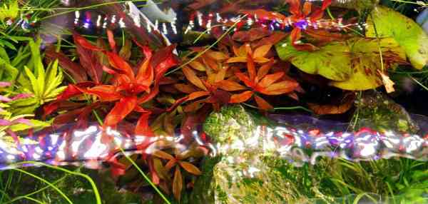 LED Aquarium Light Review- AquaRay, EcoTech, Aqua Illuminations, Finnex ...