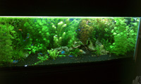 T2 Subminiature Aquarium Lights; Review, Planted, Reef, Fish | Aquarium ...